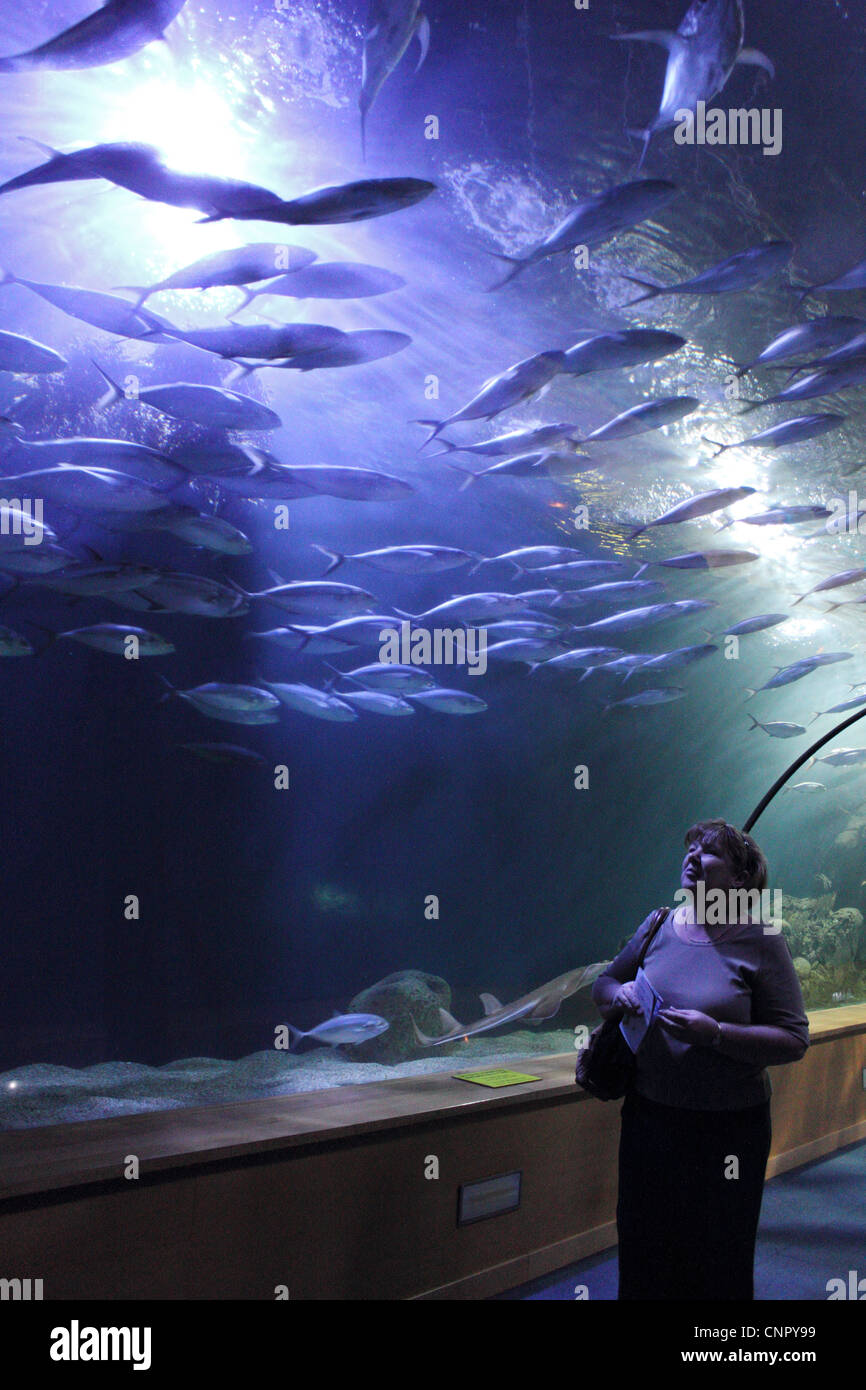 Woman viewing fish from underwater tunnel Oceanografic aquarium ...