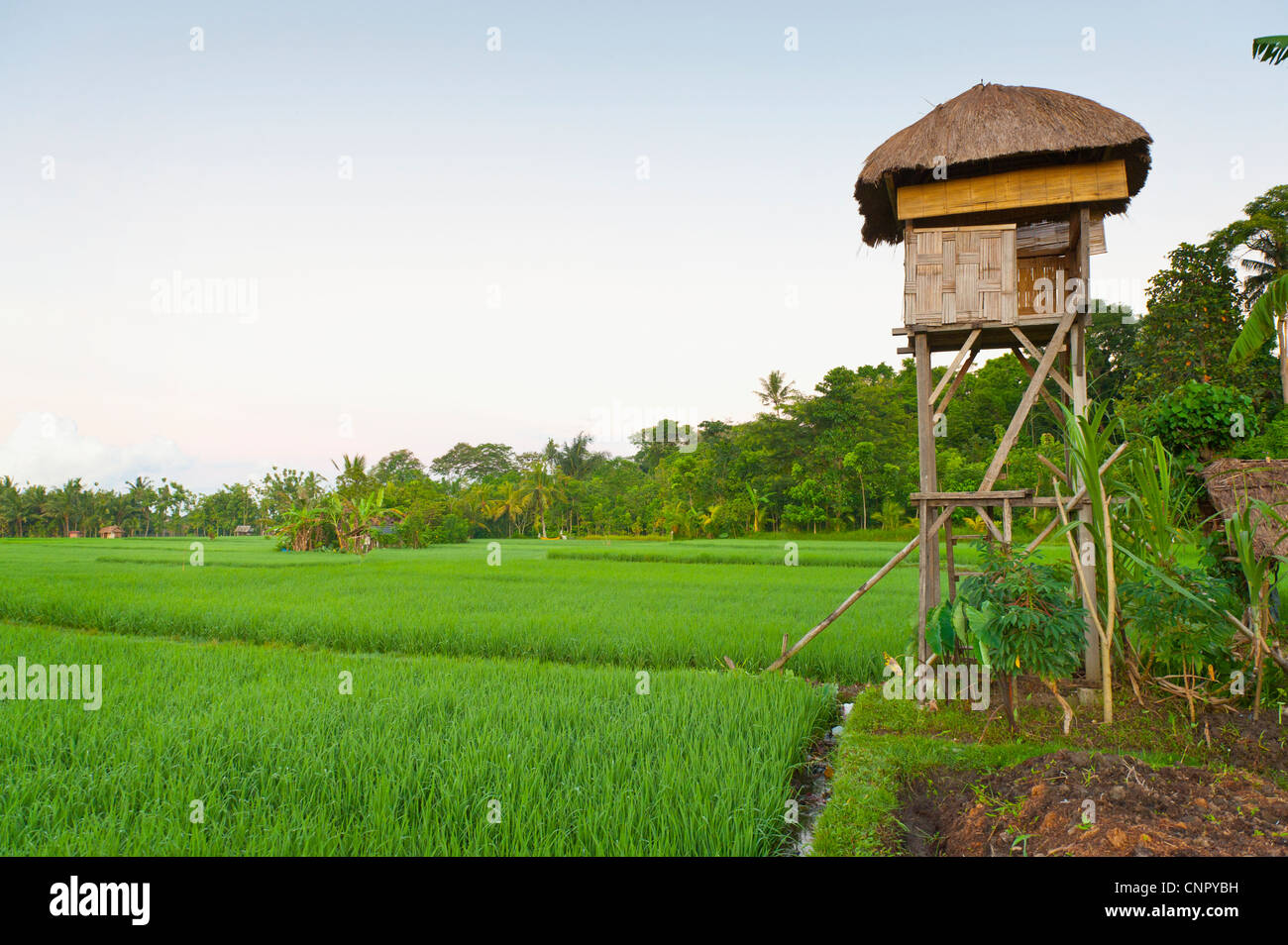 A rice tower used to monitor bird activity during the time that the ...