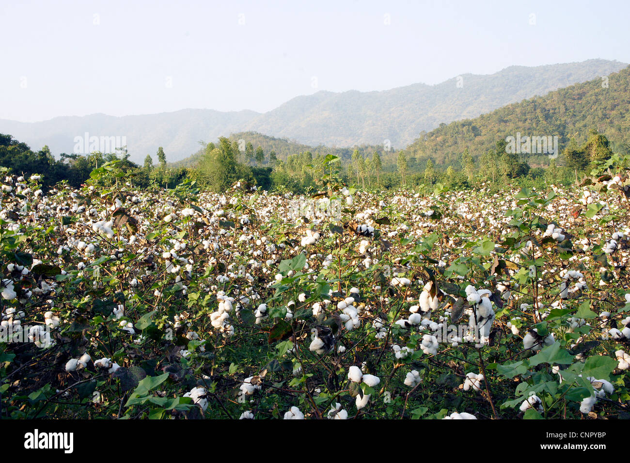 Georgia cotton plantation hi-res stock photography and images - Alamy