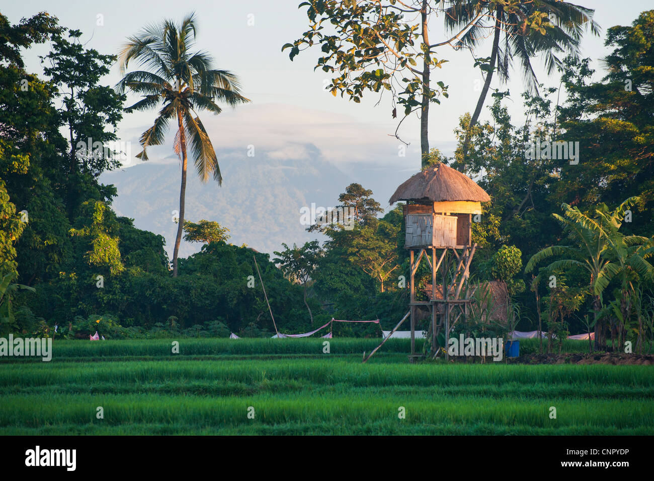 A rice tower used to monitor bird activity during the time that the ...