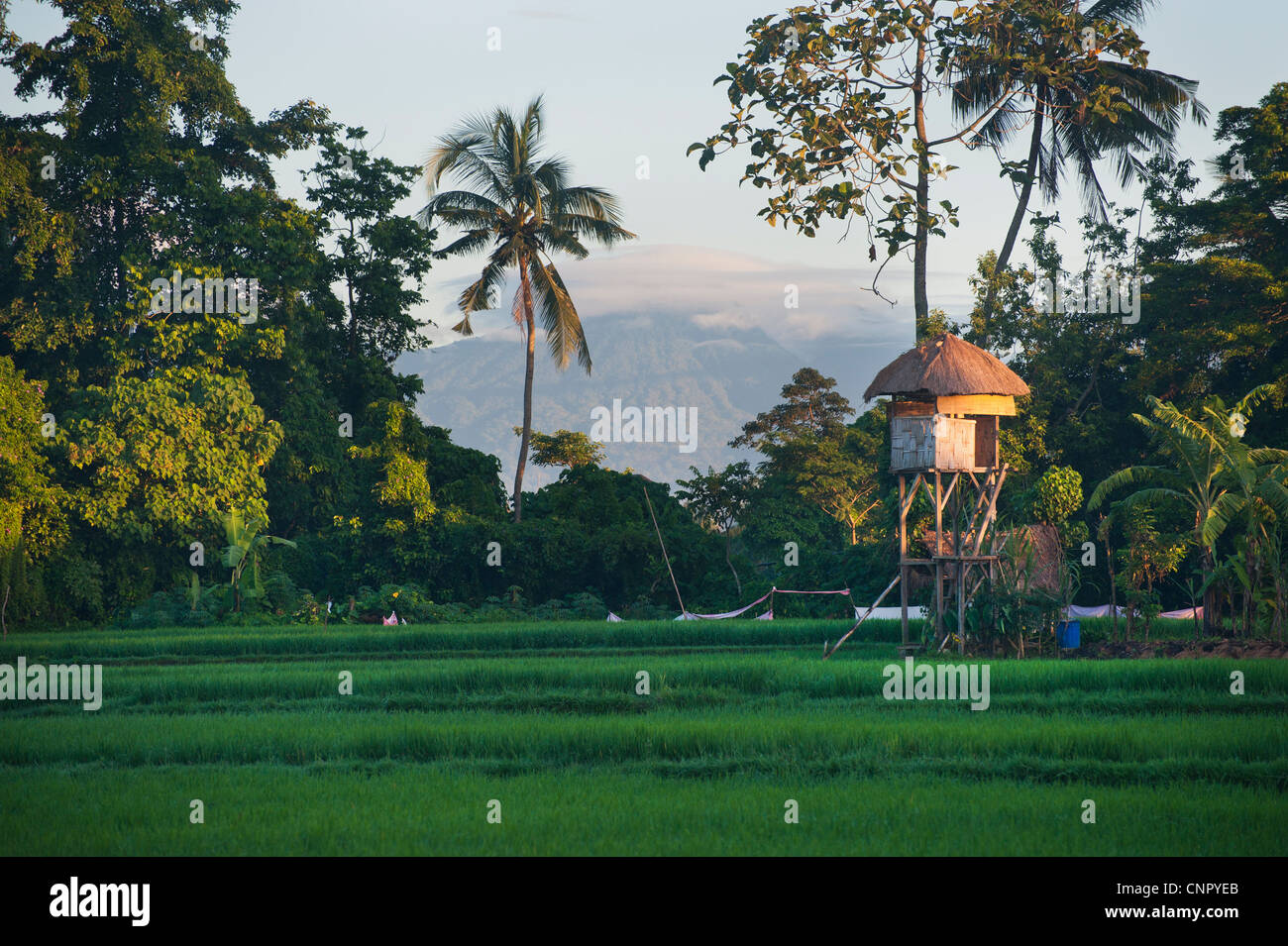 A rice tower used to monitor bird activity during the time that the ...