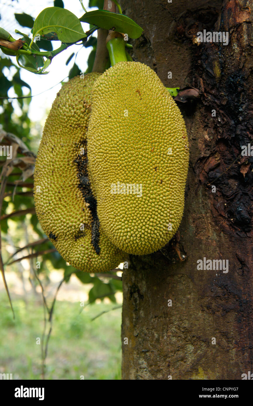 jack fruit on the tree Stock Photo - Alamy