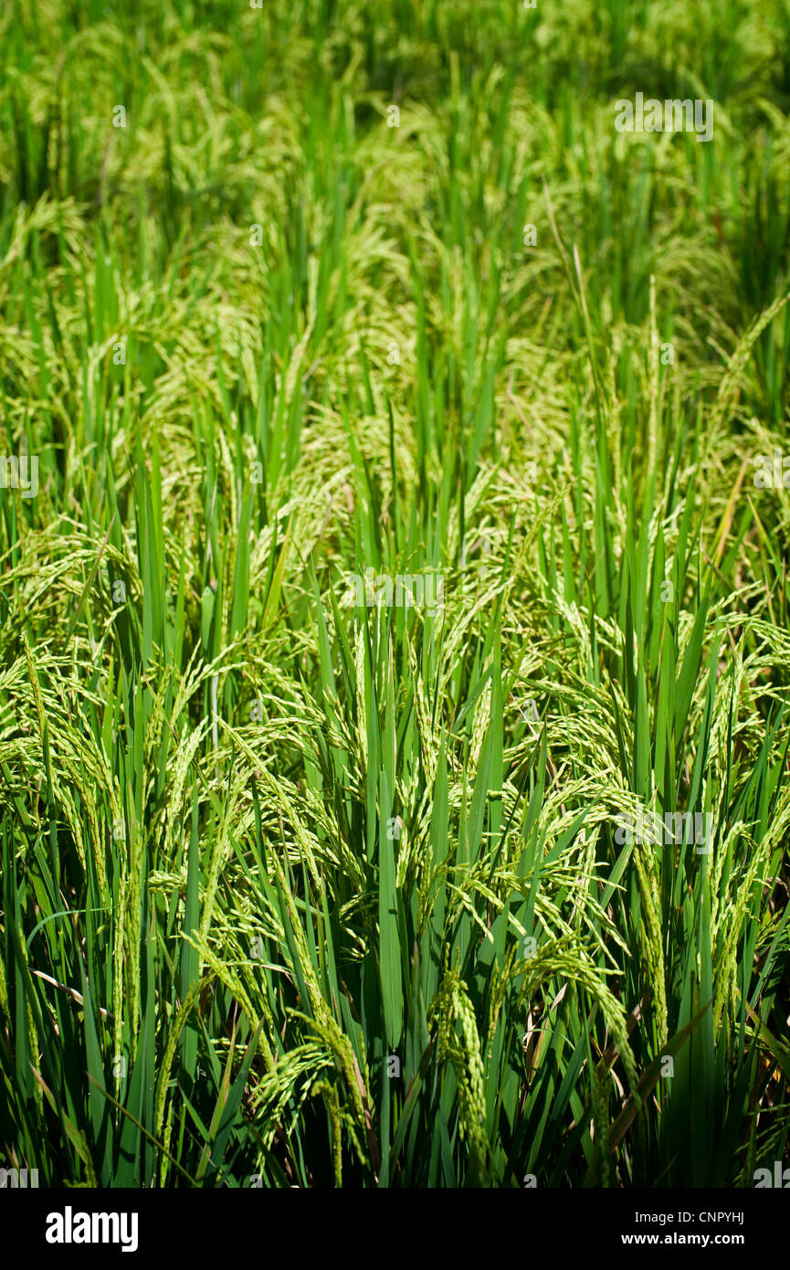 Mature rice growing in field hi-res stock photography and images - Alamy