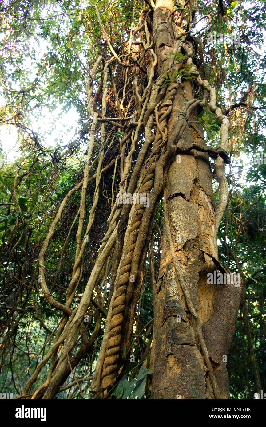 Rain in forest twisted roots hi-res stock photography and images - Alamy