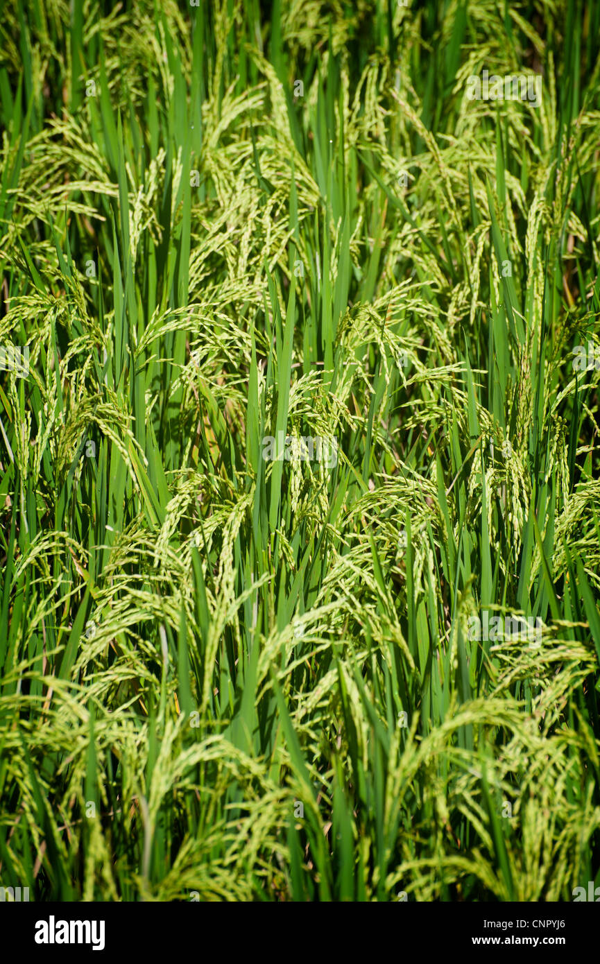Mature rice ready to harvested as seen in the village of Ubud on the ...