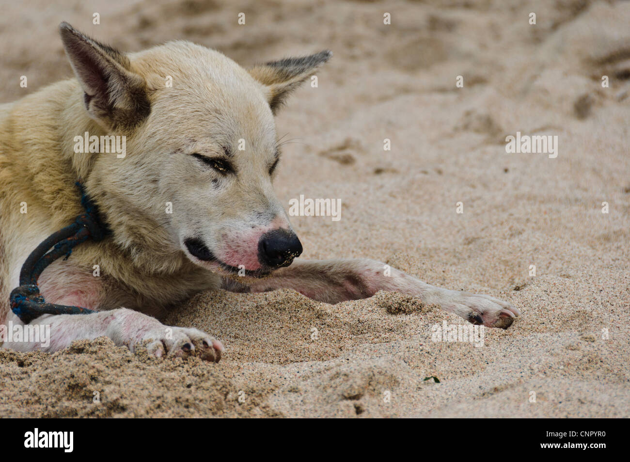 Cruelty to animals - sick dog suffering skin and eye disease lying at ...