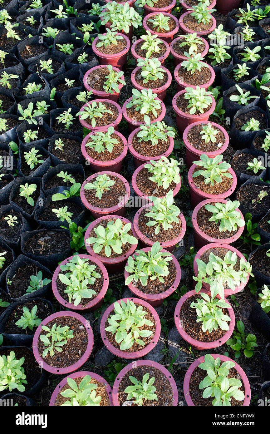 top view Spring sprouts Stock Photo - Alamy