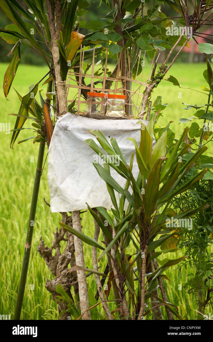 A small temple stand where offerings are made to the Balinese rice ...