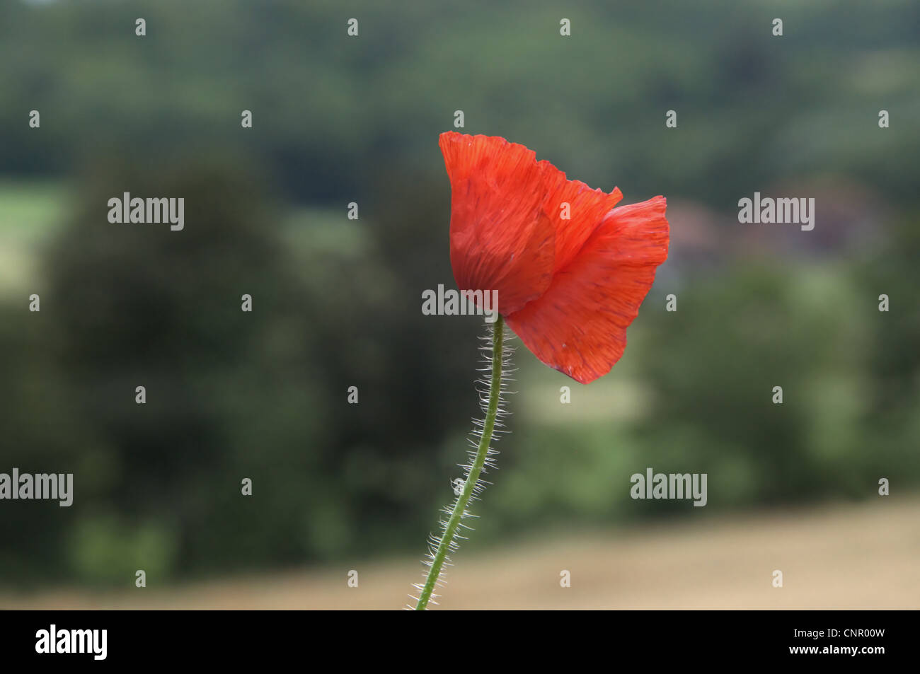 COMMON RED POPPY papaver rhoeas Stock Photo - Alamy