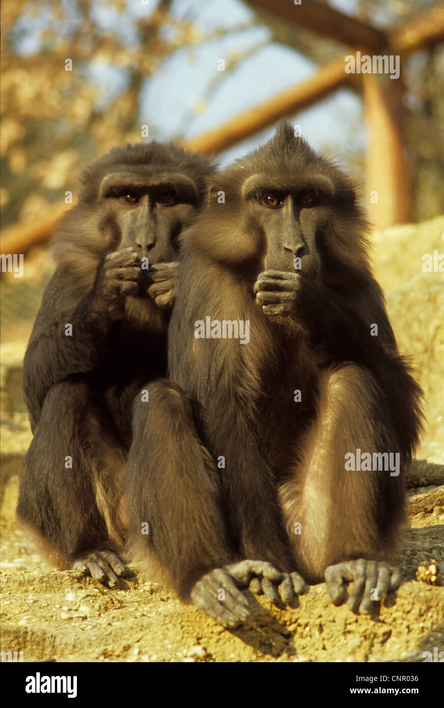 Tonkean black macaque [Macaca tonkeana], in captivity, Italy ...