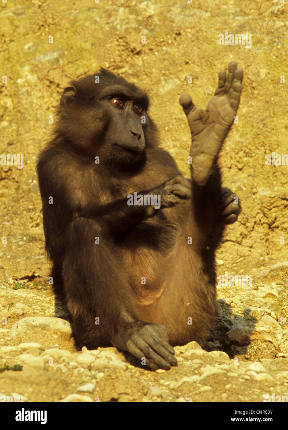 Tonkeana macaca hi-res stock photography and images - Alamy