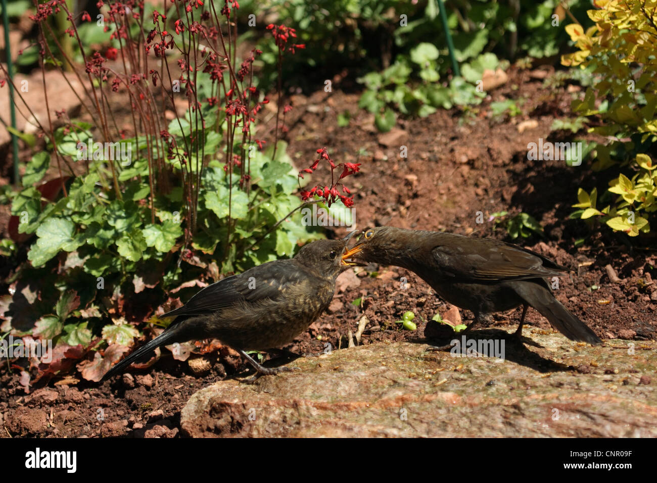 Female Blackbird feeding chick Stock Photo - Alamy
