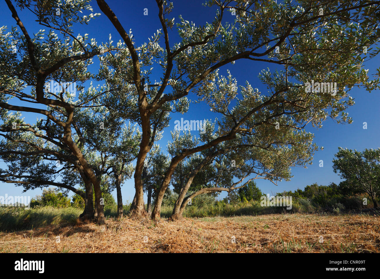 Scenic olive tree in Croatia Stock Photo - Alamy
