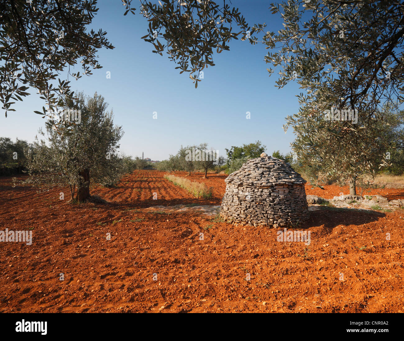 Olive plantation in Istria and traditional stone house - Kazun, Croatia ...