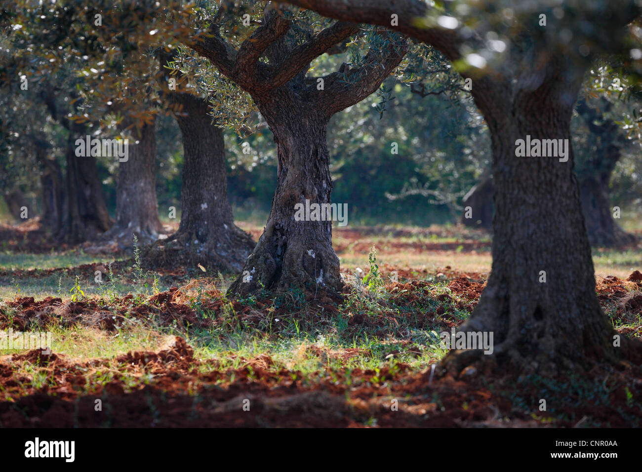 Trees mediterranean forest hi-res stock photography and images - Alamy