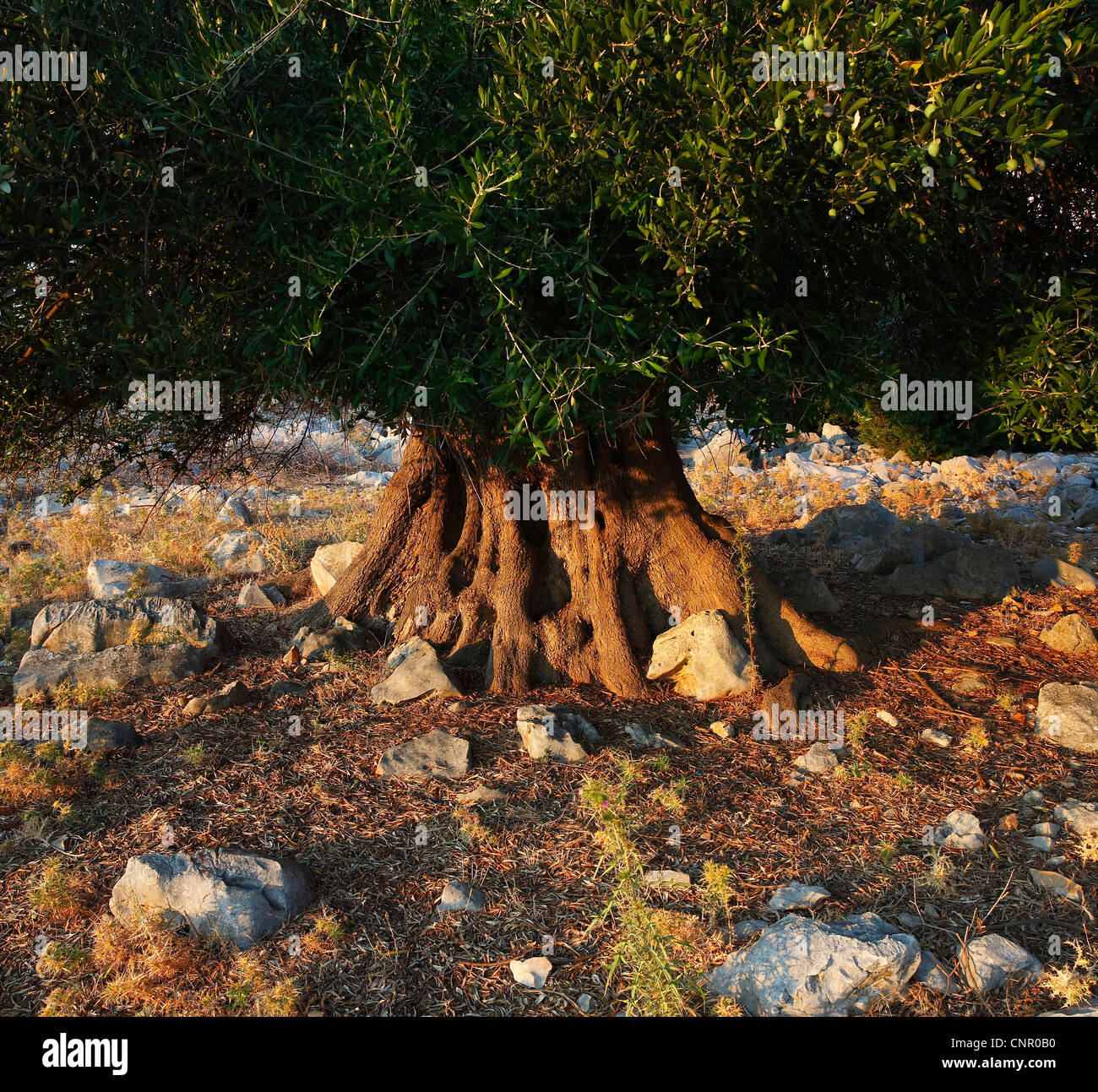 Olive tree, island Pag, Croatia Stock Photo - Alamy