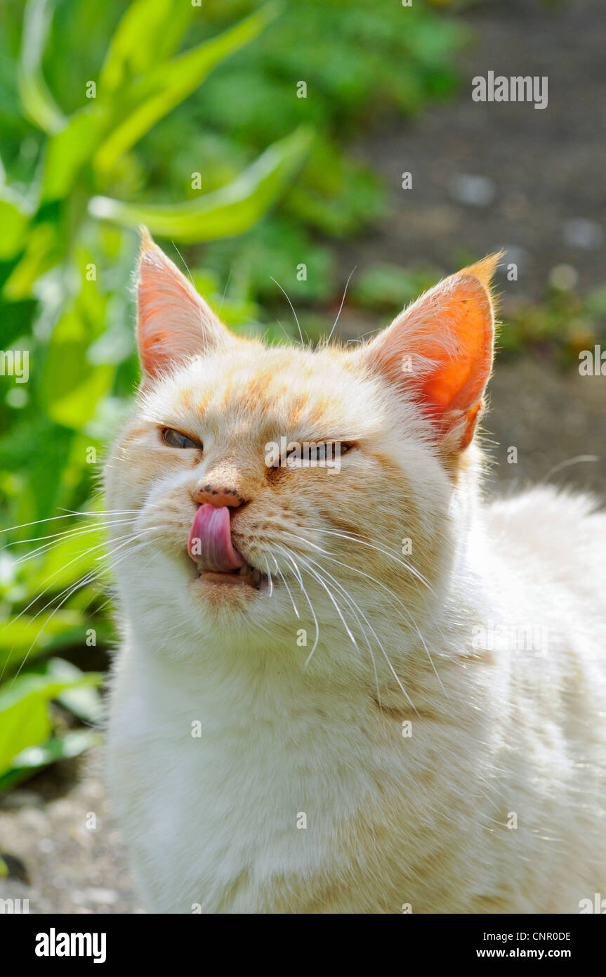 A pet cat licking its lips Stock Photo - Alamy