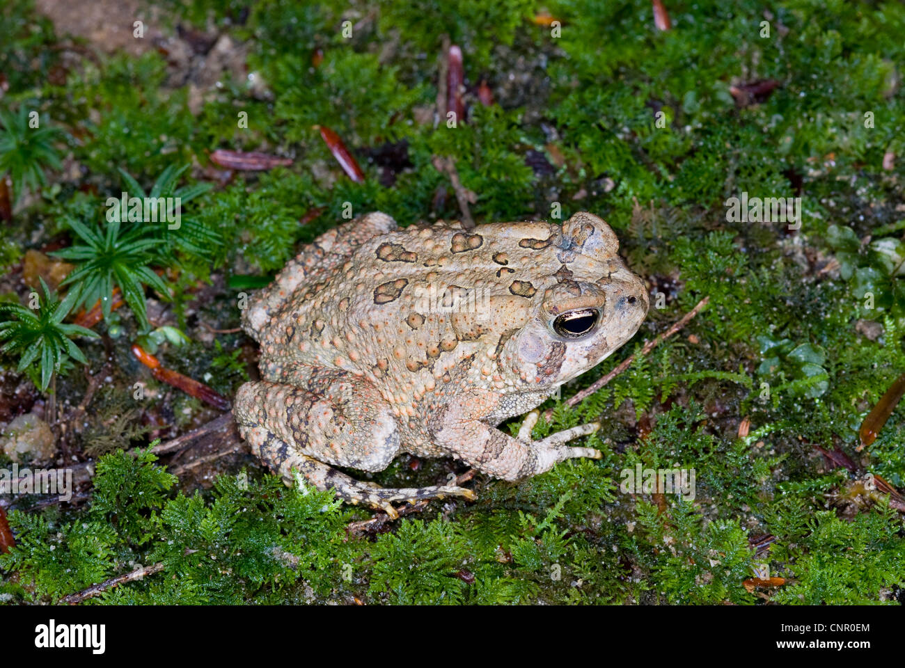 Fowler's Toad, Bufo woodhousii fowleri Stock Photo - Alamy