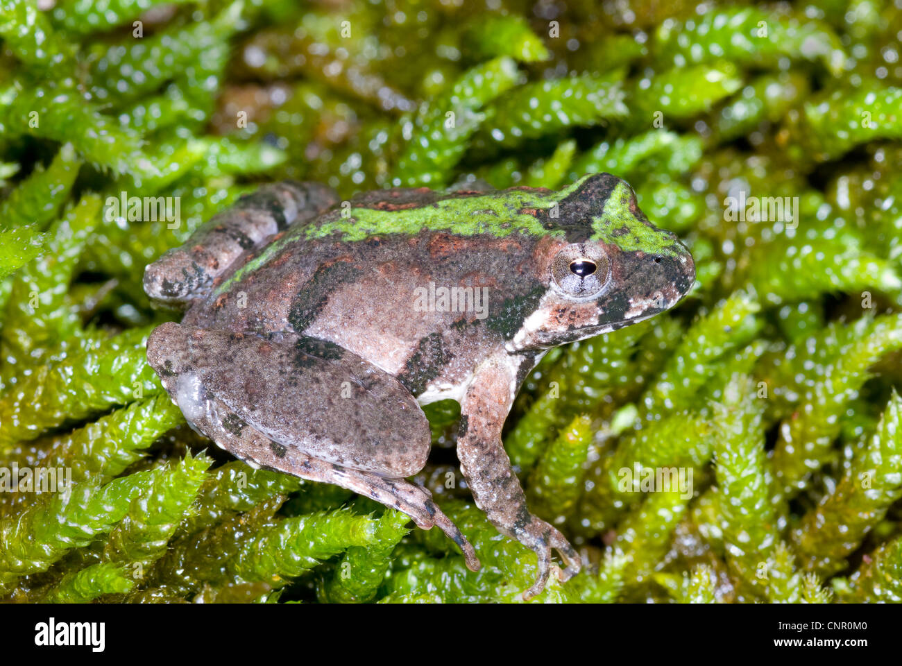 Crepitans hi-res stock photography and images - Alamy