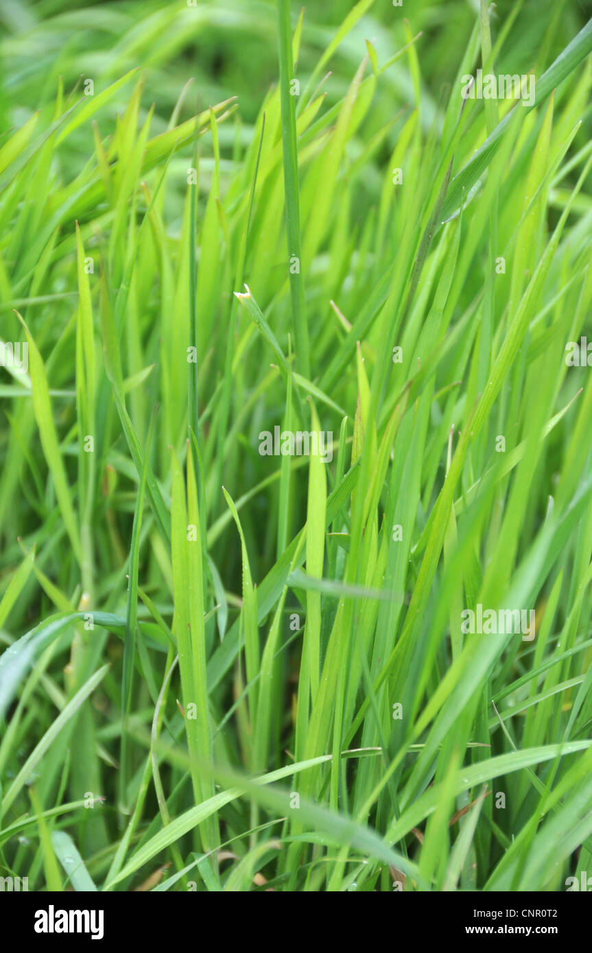 Detail of grass Stock Photo - Alamy