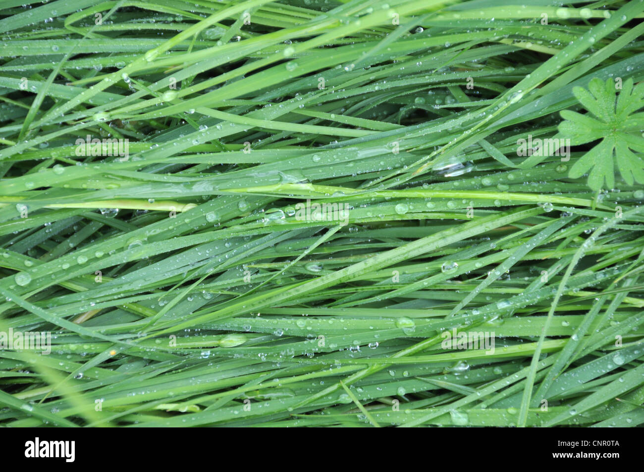 Detail of grass Stock Photo - Alamy