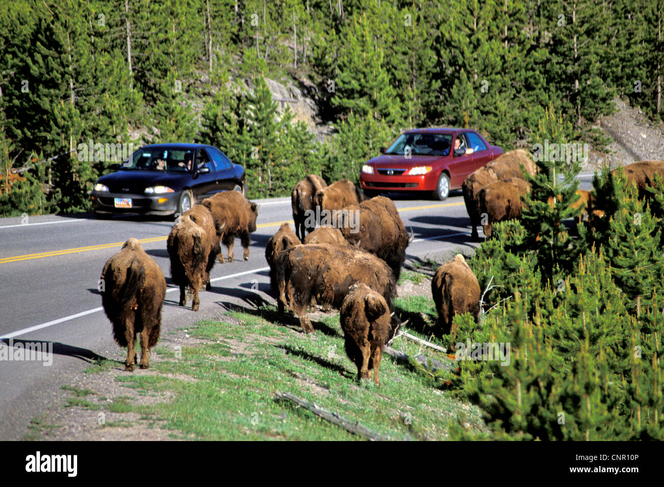 American Bison (buffalo) blocking cars on highway in Yellowstone ...