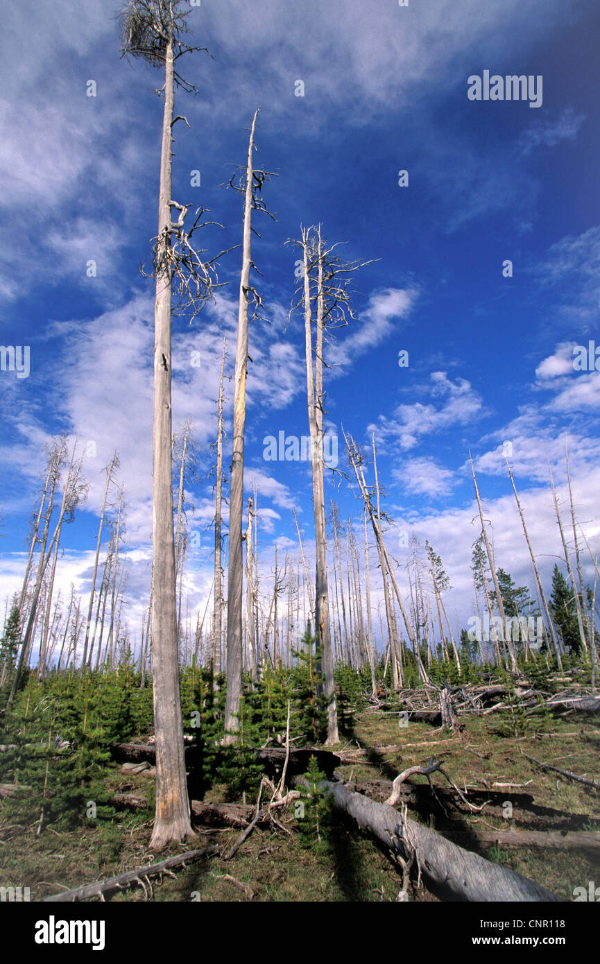 Yellowstone National Park, Wyoming, forest trees 4 years after 1998 ...