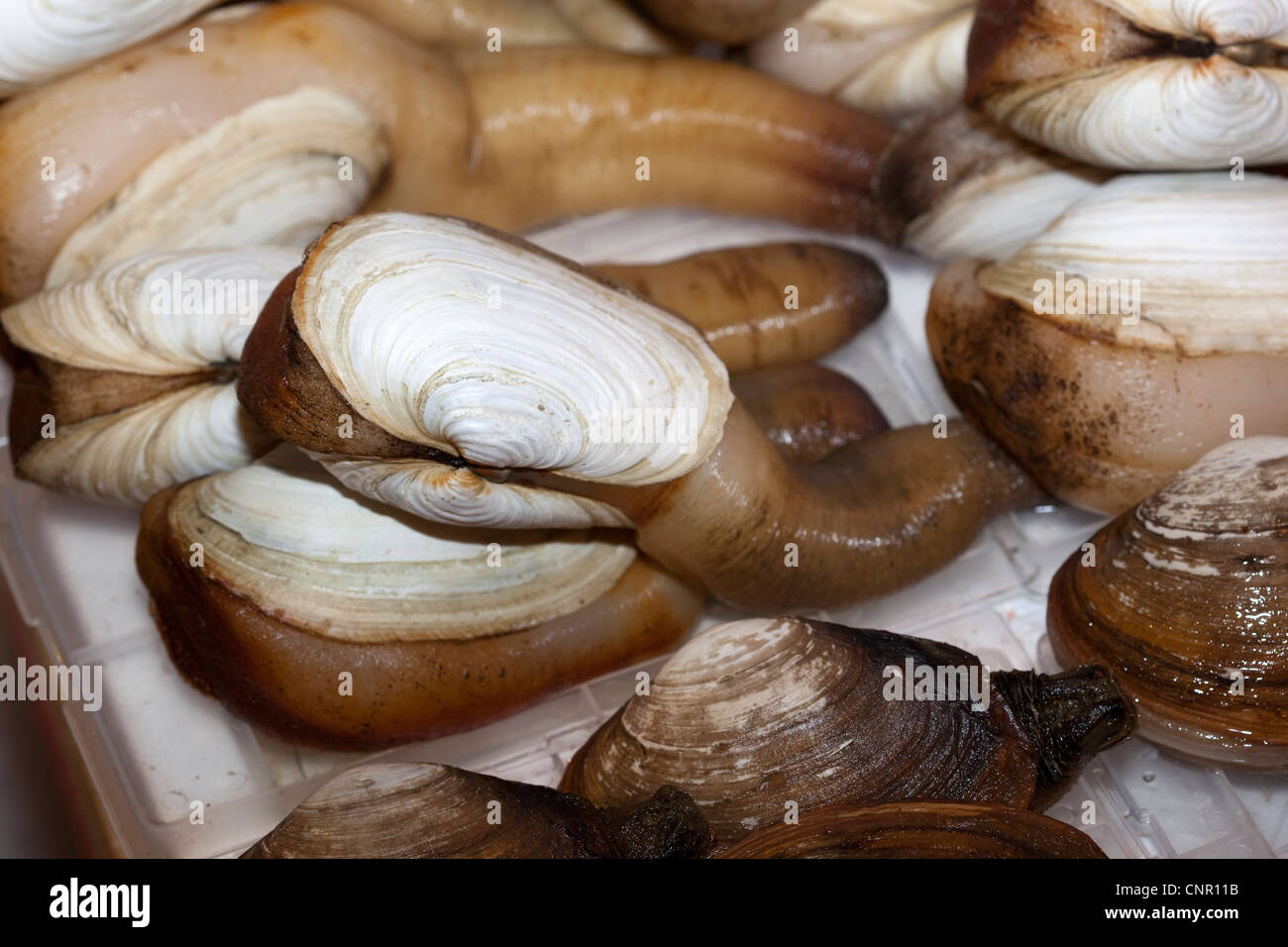 Geoduck hi-res stock photography and images - Alamy