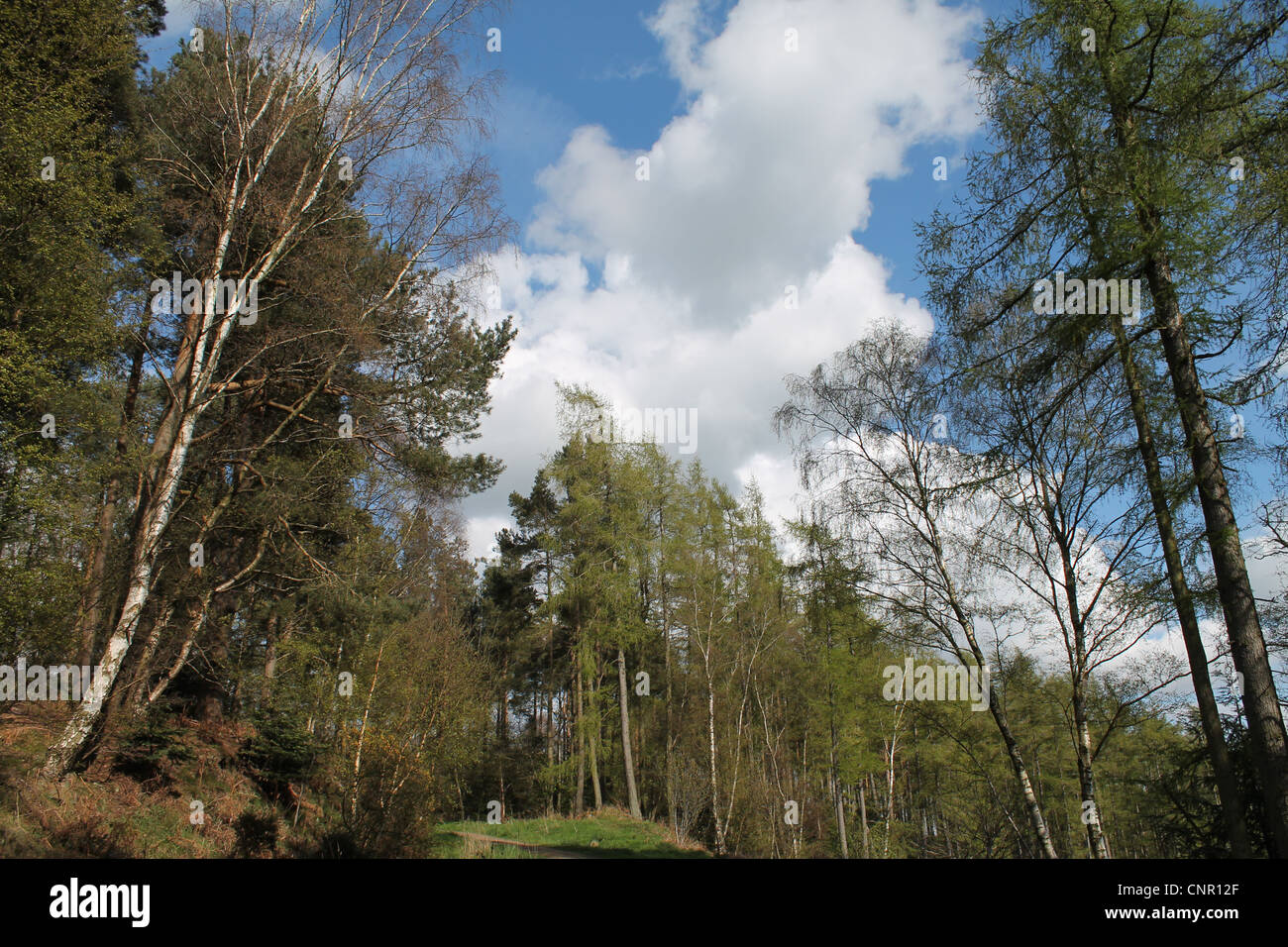 A mixture of Birch, Larch and Scots Pine trees in Coombs Wood ...
