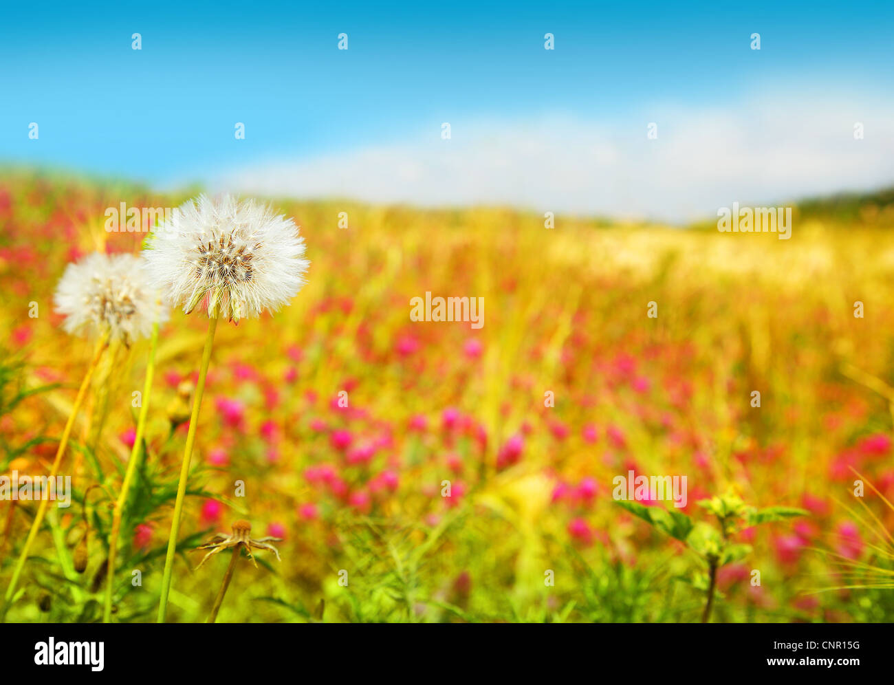 Dandelions flowers field, spring landscape of wildflower meadow Stock ...