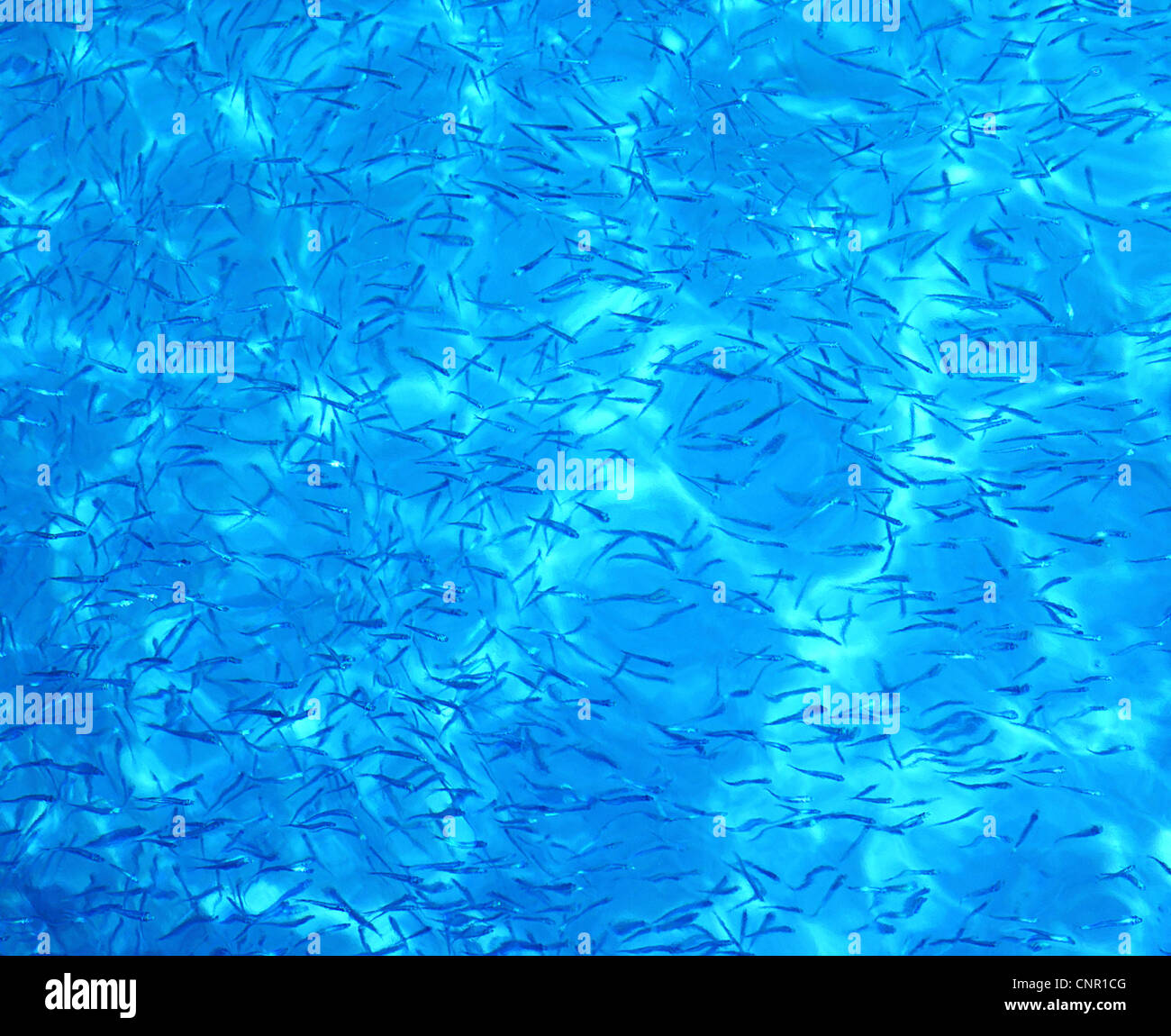 Blue water background with wavy pattern & many little fishes Stock ...