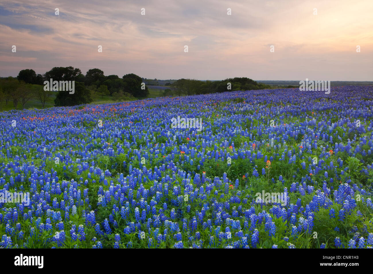 Texas hill country at sunset hi-res stock photography and images - Alamy