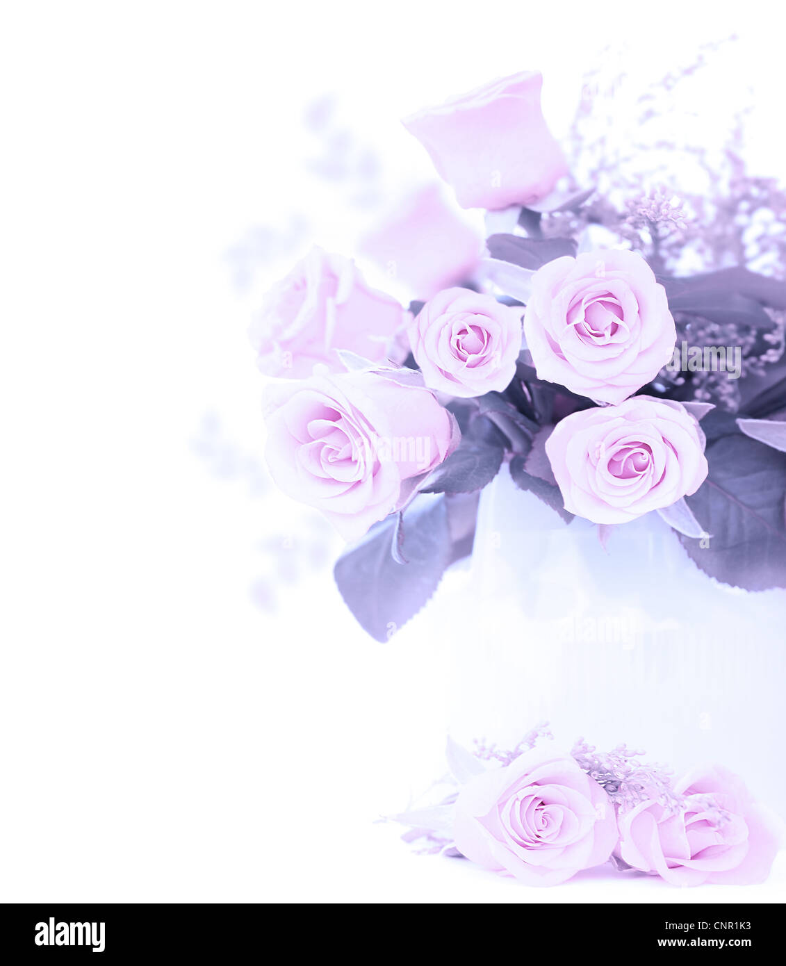 Pink fresh roses bouquet, border composition, isolated on white ...