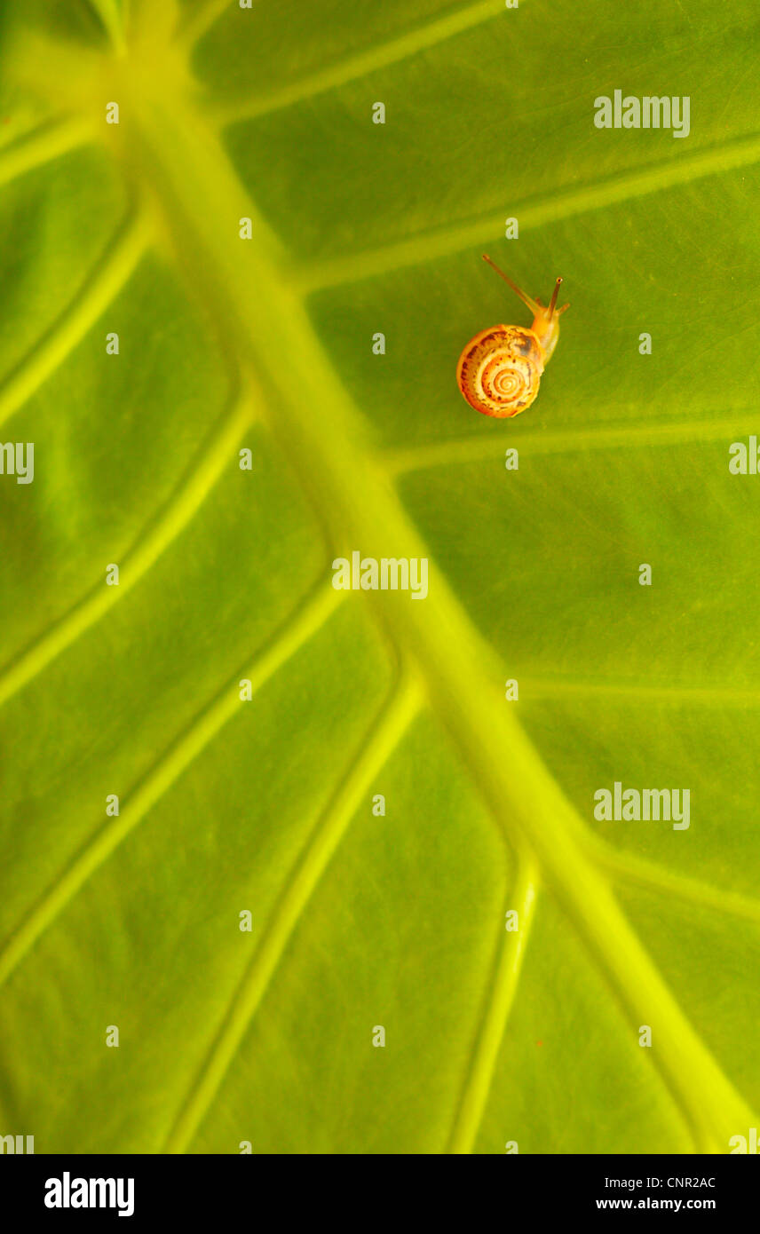 Little snail on green leaf natural background, details of nature Stock ...