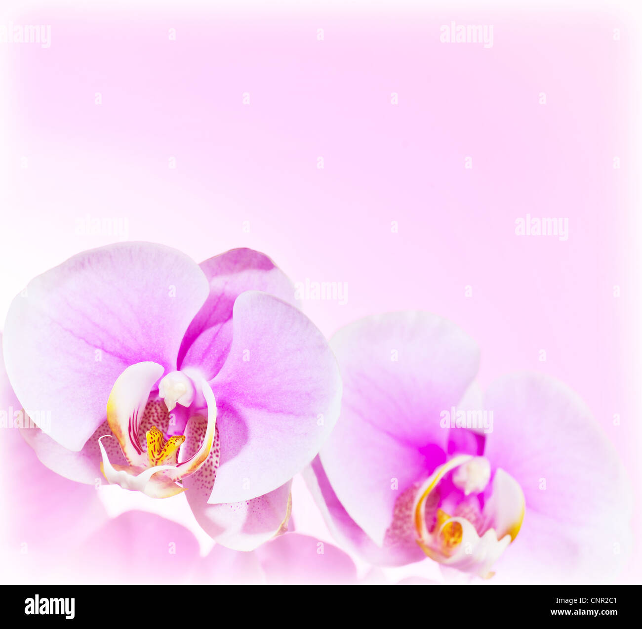 Orchid flower border design hi-res stock photography and images - Alamy
