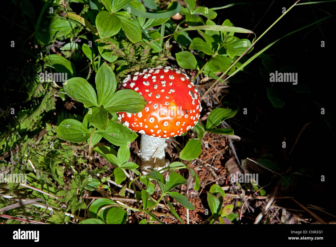 A large red mushroom grows in the old abandoned town site of Susitna ...