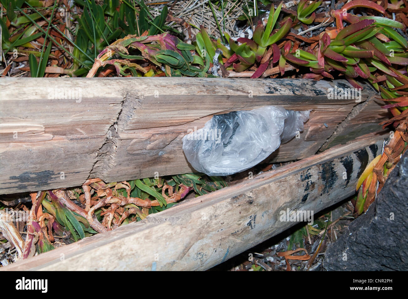 Geocaching geo cache hi-res stock photography and images - Alamy