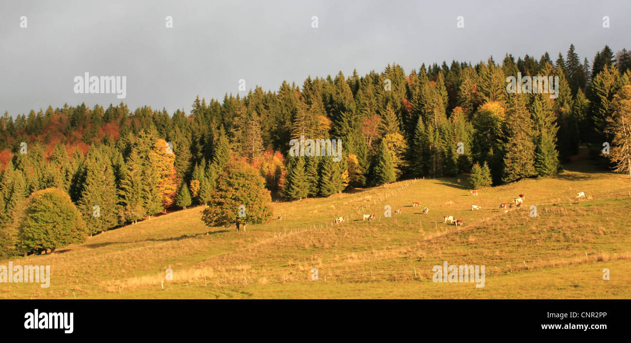 Beautiful colorful autumn landscape with a herd of cows by sunset Stock ...