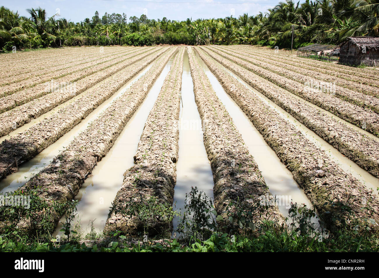 Farming field in Mekong Delta, Vietnam Stock Photo - Alamy