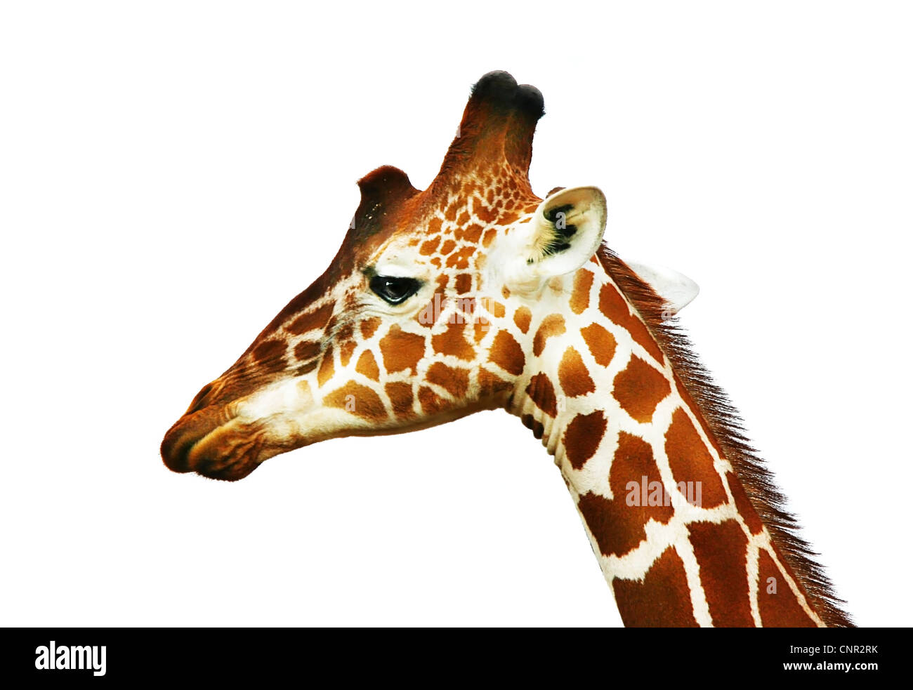 Giraffe side on Cut Out Stock Images & Pictures - Alamy
