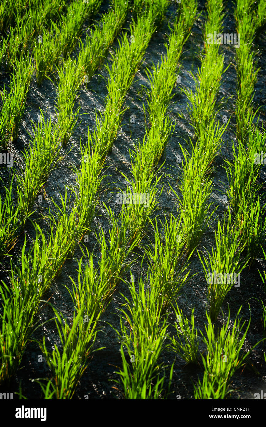 New rice plantings in a Balinese rice paddy in the village of Ubud ...