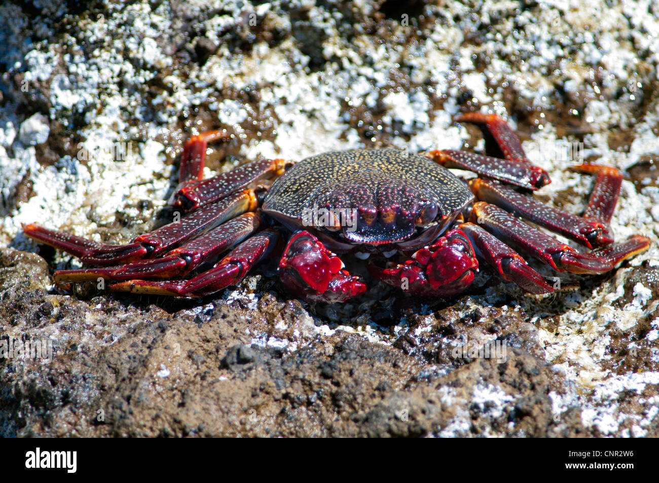 Red crab habitat hi-res stock photography and images - Alamy
