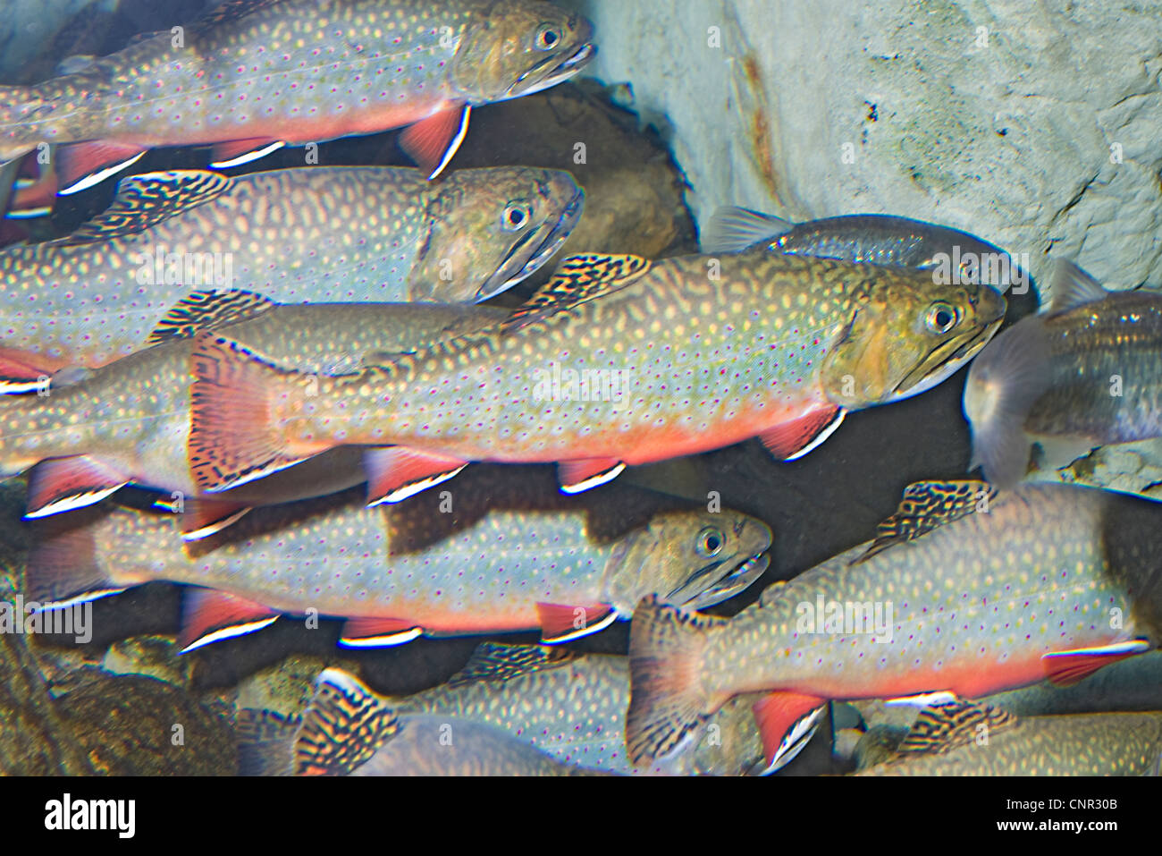 Brook Trout, Salvelinus fontinalis Stock Photo - Alamy