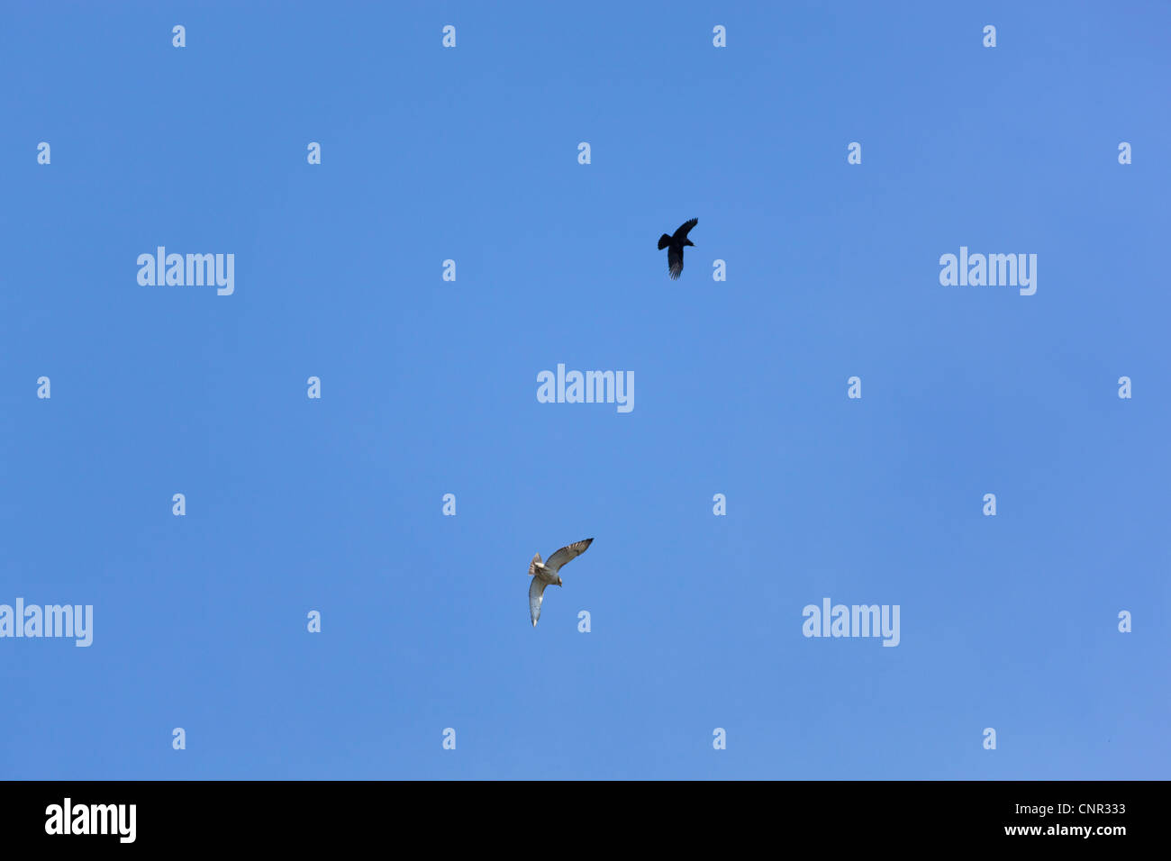 Hawk chasing hi-res stock photography and images - Alamy