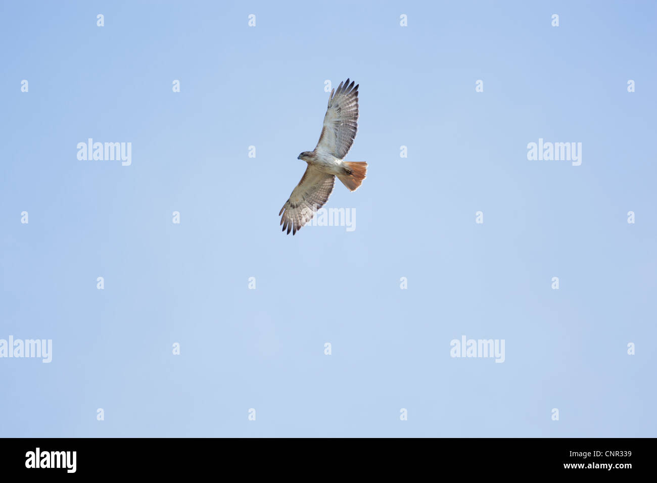 Red Tail Hawk getting hungry for Dinner Stock Photo - Alamy