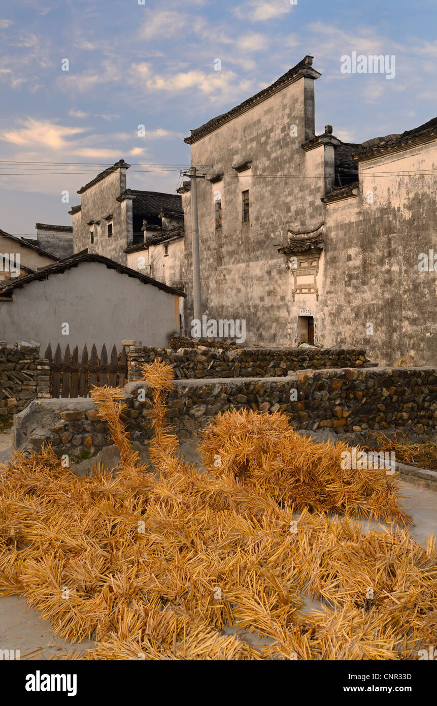 Cords of straw used to collect silkworm cocoons drying in a courtyard ...