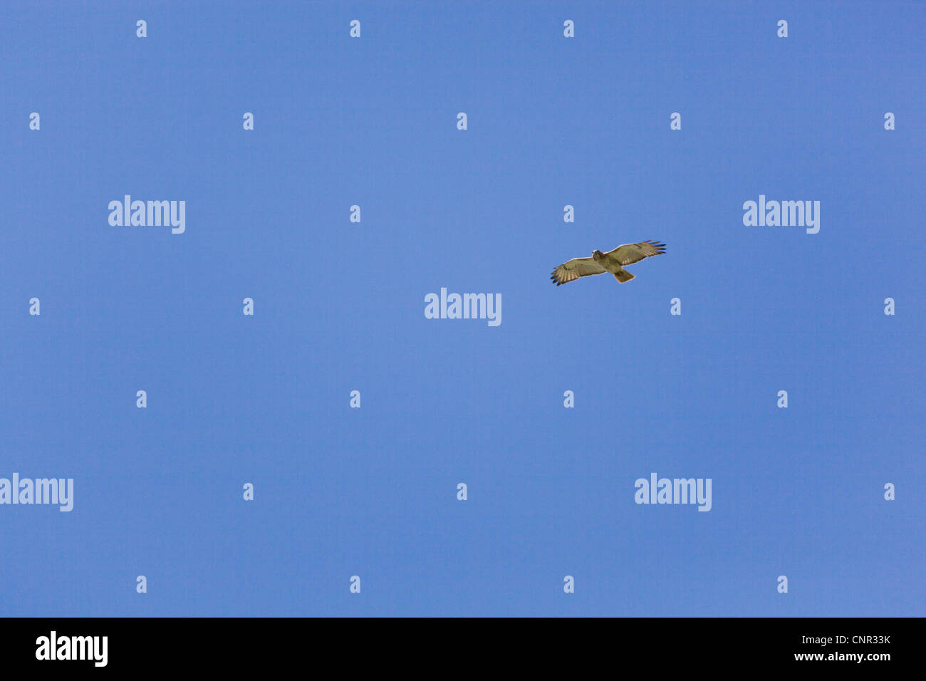 Hawk in flight Stock Photo - Alamy