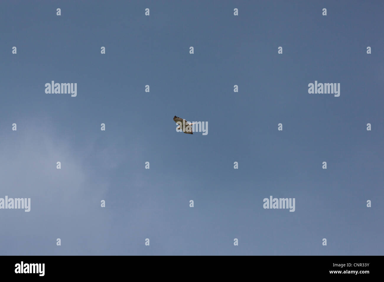 Hawk in flight II Stock Photo - Alamy