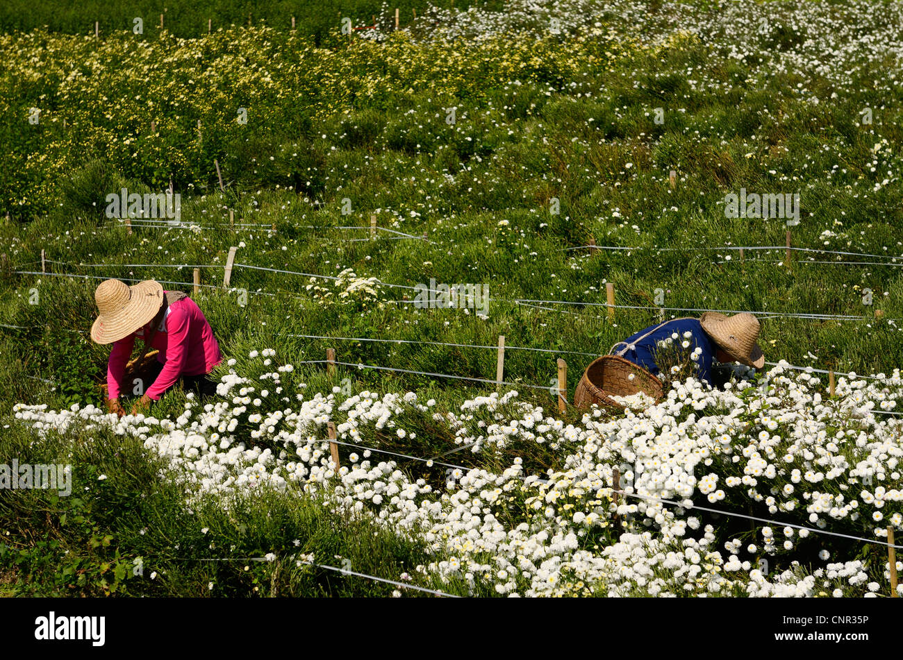 Picking flowers mountain hi-res stock photography and images - Alamy