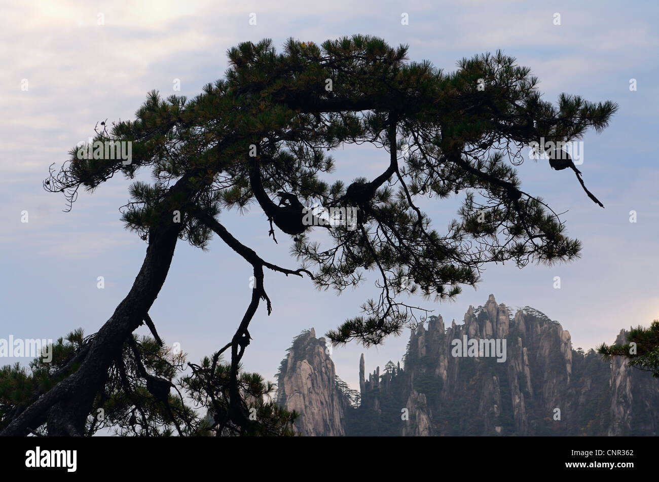 Huangshan pine tree yellow mountain hi-res stock photography and images ...